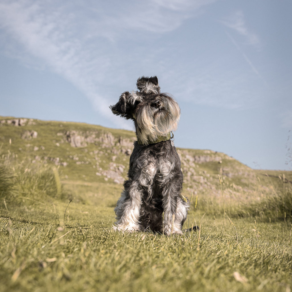 TOP TIPS ON TAKING BETTER PHOTOS OF YOUR DOG – Moo Moo and Bear